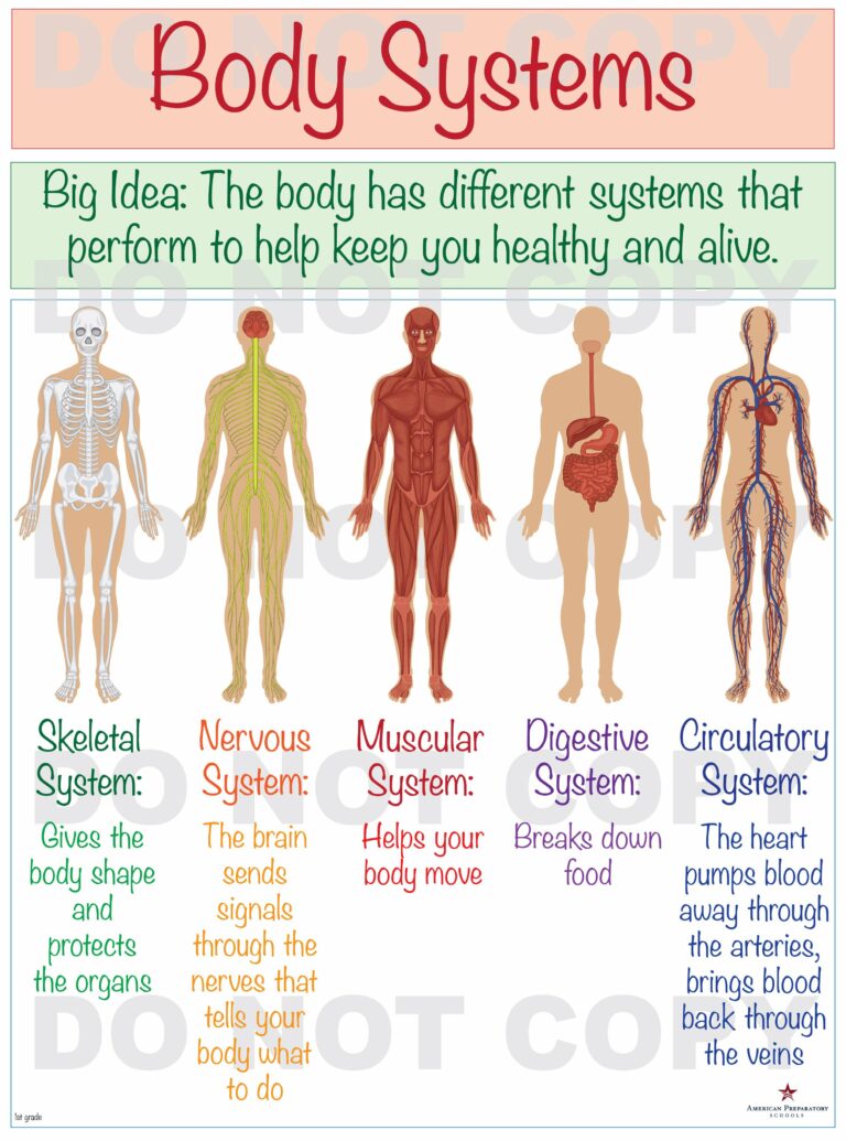 Body Systems 1st Grade American Preparatory Schools